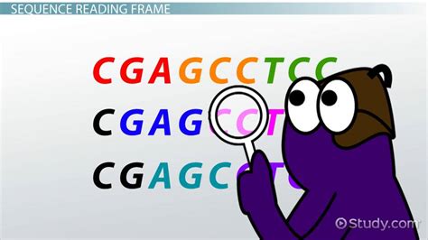 Codon Definition Diagram And Examples Lesson