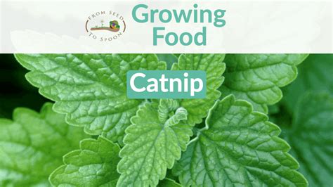Catnip How To Grow And When To Plant In Your Backyard Or Patio Garden From Seed To Spoon
