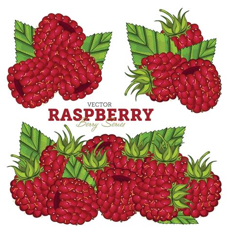 Premium Vector Raspberry Set