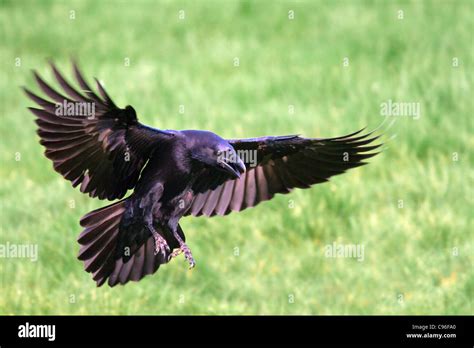 Raven Landing