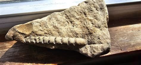 Can Anyone Identify This Fossil R Fossils