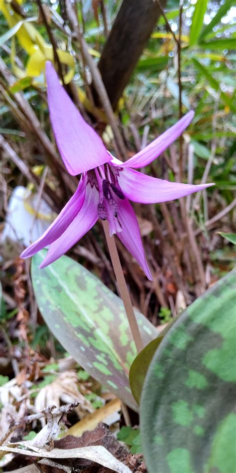 高天地区をお散歩 Mamiさんのウォーキングの活動データ Yamap ヤマップ