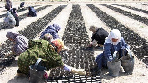 Carbon Sequestration Project Csp Phase Iii United Nations