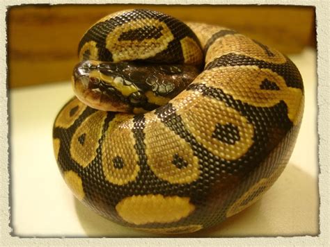 These Awesome Creatures Curl Up In A Ball When Their Scared Thus Giving