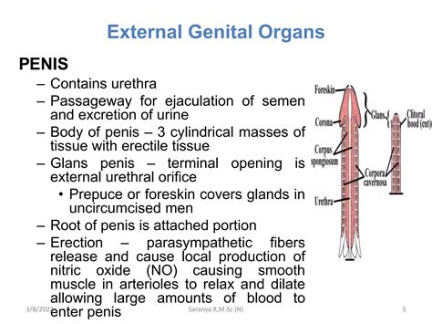 Review Of Anatomy And Physiology Of Male Re Productive System Pptx