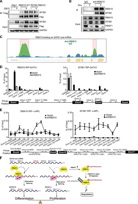 cross talk between prmt1 mediated methylation and ubiquitylation on