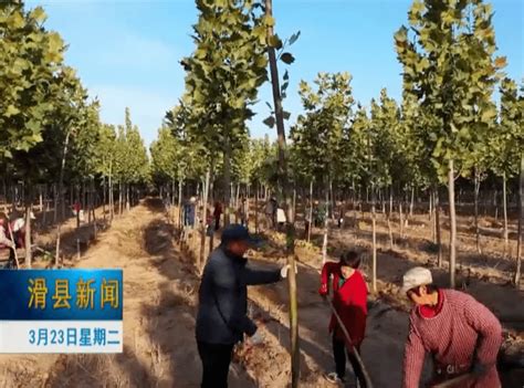 国土绿化提速提质 大力建设森林滑县苗木