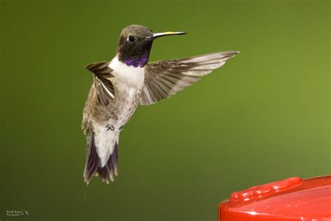Photographing Hummingbirds Nature Photographers Network