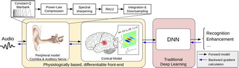 Auditory Processing From Cochlea To Cortical Representations Is Shown