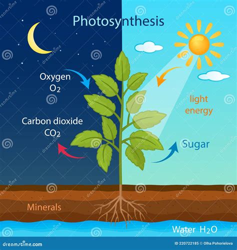 A Poster Of Photosynthesis Cycle Royalty Free Cartoon Cartoondealer