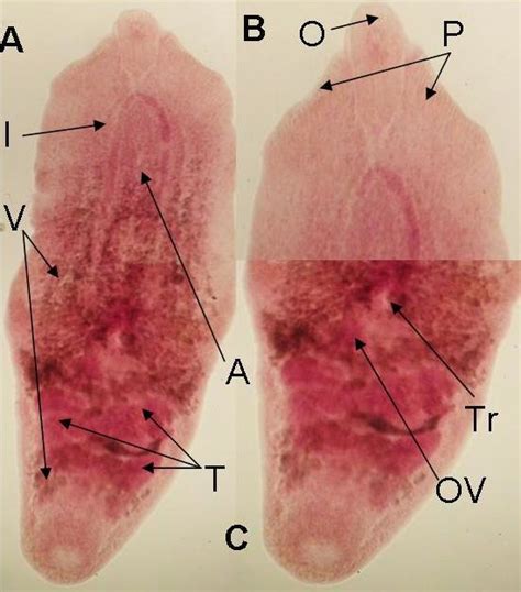 Tylodelphys Sp A The Whole Worm B Anterior Part C Posterior
