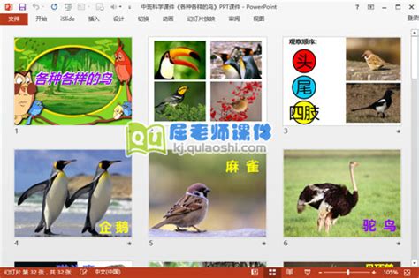 中班科学课件《各种各样的鸟》ppt课件下载屈老师课件网