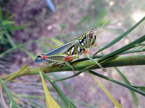 Snakeweed Grasshopper Vivid Dfw Urban Wildlife