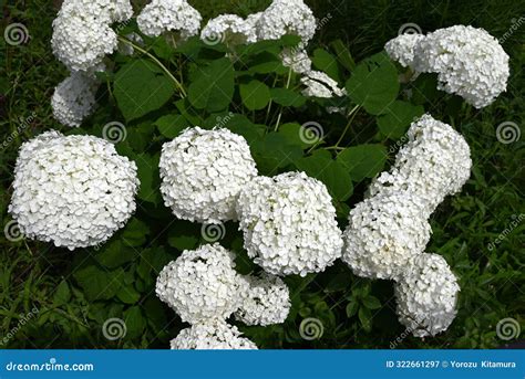 Hydrangea Arborescens Annabelle A Deciduous Shrub Of The
