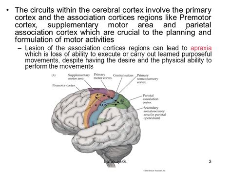 Motor Pathways Lufukuja G Ppt Video Online Download