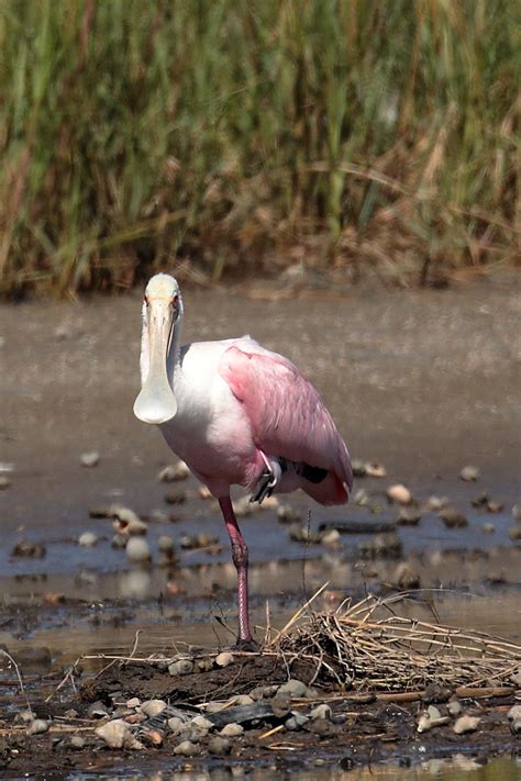 Roseate Spoonbill Fp