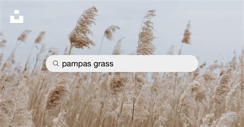 550 Pampas Grass Pictures Download Free Images On Unsplash