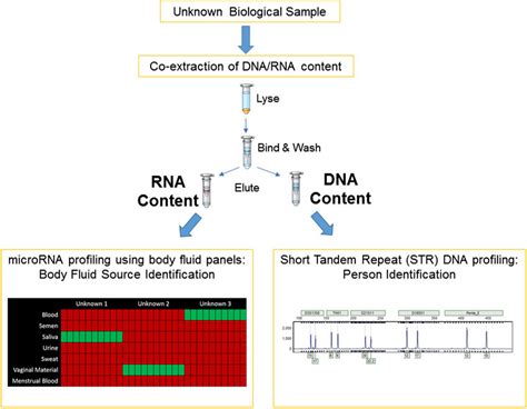 Workflow For Universal Microrna Body Fluid Identification With Download Scientific Diagram