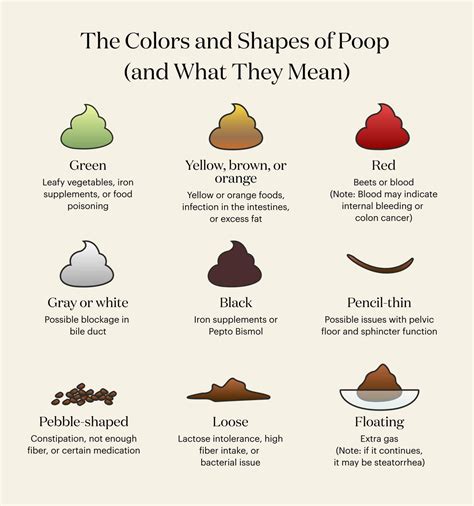 Best 11 Is Your Poop Normal Heres How To Tell And What It Means For