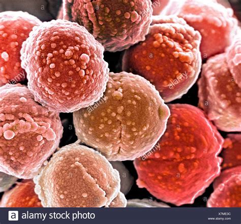Staphylococcus Bacteria Stock Photos Staphylococcus Bacteria Stock Images Alamy