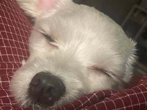 맨날 내 가랑이에 와서 자는 애… 인스티즈 Instiz 일상 카테고리