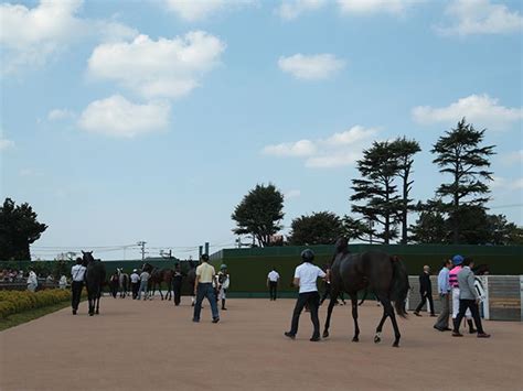 【チューリップ賞出走馬・騎手確定】ビップデイジー＆幸英明騎手、マイエレメント＆坂井瑠星騎手など15頭 スポーツ 写真 Goo ニュース