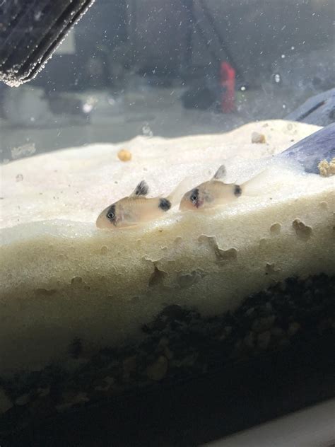 First Planted Tank Rplantedtank
