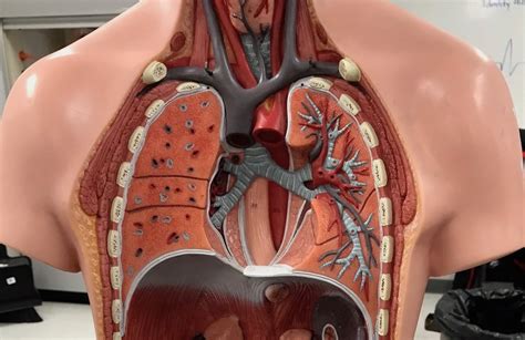 LAB 3 Respiratory System Torso Model Diagram Quizlet