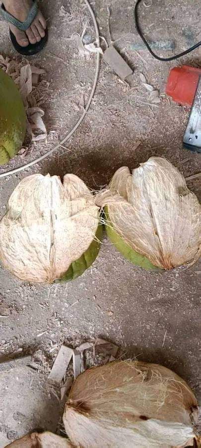 Coconot 9gag
