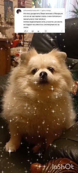 МИСТЕР🐶ПУХ СЛУШАЕТ КОММЕНТАРИИ💫 позитив интересно животные собака