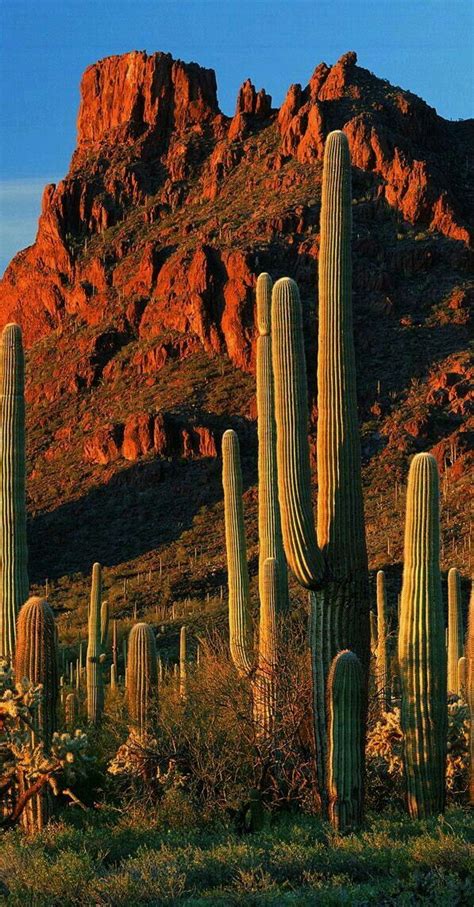 14 Best Saguaro Cactus Images On Pinterest Cactus Nature And Arizona