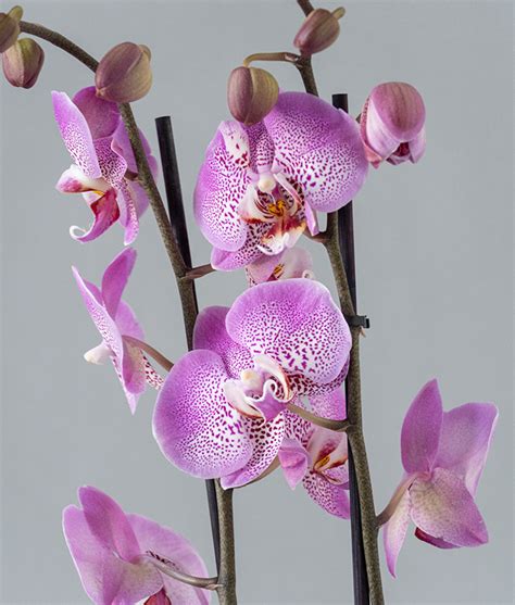 Pink Phalaenopsis Orchid Without Pot Alia Flowers