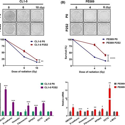 Establishment Of Radioresistant Lung Cancer Cell Lines With Cancer Stem