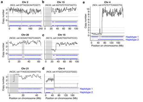 Example Genomic Anomalies Copy Number Snps Haplotypes And