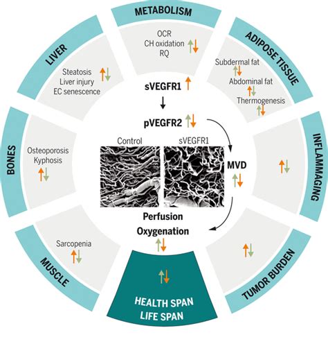 Vegf Physiological Effect