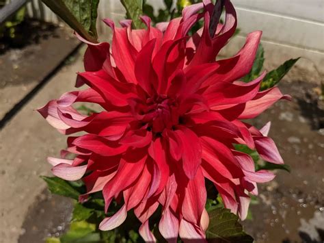 Dahlia Red Labyrinth Tubers Shaw Green Dahlias Uk Trusted Company