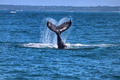 SAFARI DE OBSERVAÇÃO DAS BALEIAS JUBARTES PORTO BRASIL TURISMO