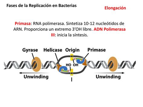 Adn Como Principio Fundamental De La Vida Pdf