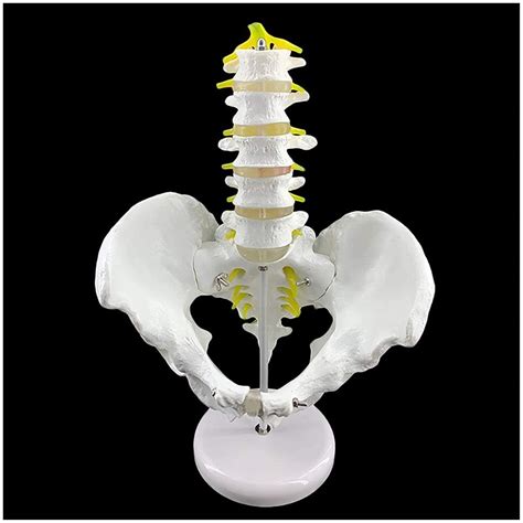 Buy Anatomy Model Five Section Lumbar Spine With Pelvis Model