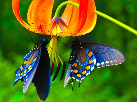 Debut Of World Class Butterfly Wonderland
