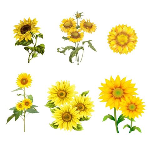 Premium Vector Sunflower Vector Art Print Set