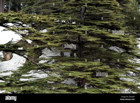 Arbol De Cedro Hi Res Stock Photography And Images Alamy
