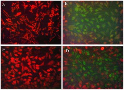 Mitochondrial Membrane Potential Was Determined The Jc 1 Miochondrial