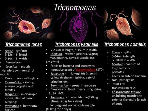 Trichomonas Types Symptoms And Treatment Pdf