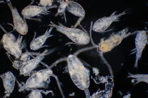 코페포드는 해양 및 담수 서식지에서 발견되는 작은 갑각류의 무리입니다 플랑크톤에 대한 스톡 사진 및 기타 이미지 플랑크톤