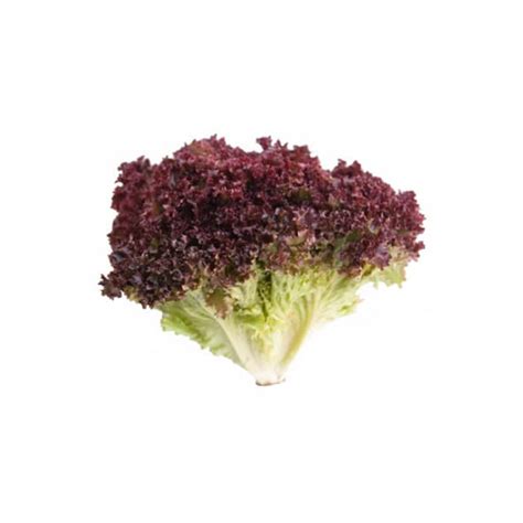 Lettuce Lollo Rosso Sanitized Gulffruits Trade Co Llc