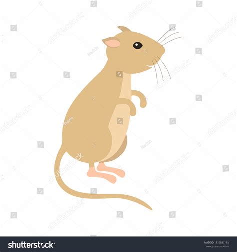 Gerbil Sitting On His Feet Vector Stock Vector Royalty Free 1832837185