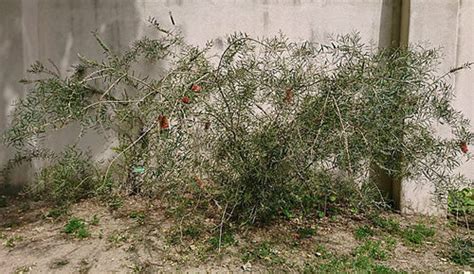 Melaleuca Linearis Narrow Leaved Paperbark 100 Seeds