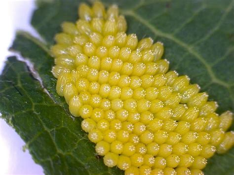The Blobby Dazzling World Of Insect Eggs Insect Eggs Insects