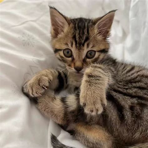 中华田园猫橘猫幼崽狸花猫纯黑猫白猫奶牛猫小三花可爱蓝猫捕鼠猫 中华田园猫 买只宠物 专业的宠物购买平台，覆含宠物狗、宠物猫、小宠等